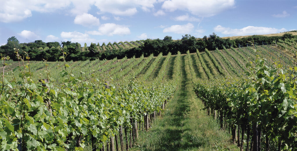 HAGENBRUNN HEURIGE AND VINEYARDS